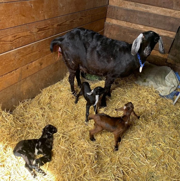 Saving a Weak Baby Goat - Goat Journal